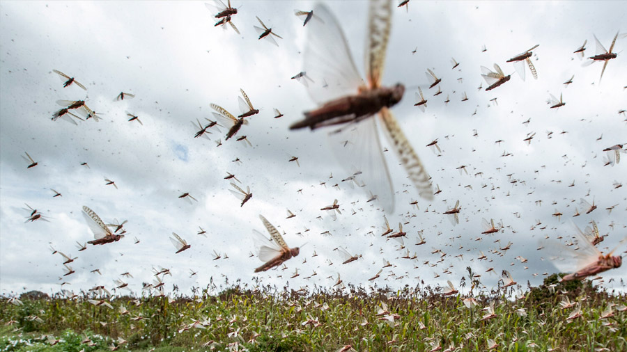 Small but Wise Locusts – At Christ’s Table